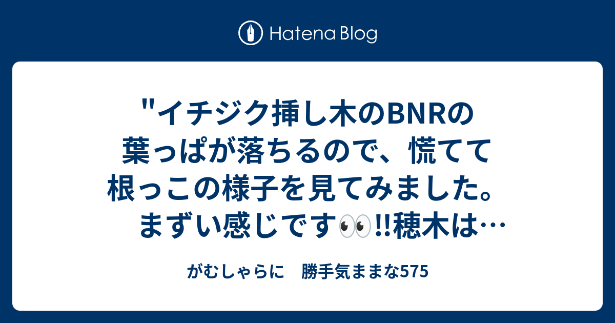 "イチジク挿し木のBNRの葉っぱが落ちるので、慌てて根っこの様子を見てみました。まずい感じです👀‼️穂木はしっかりしているので一晩水差ししてからまた土に戻して見たいと思います🤔" を ...