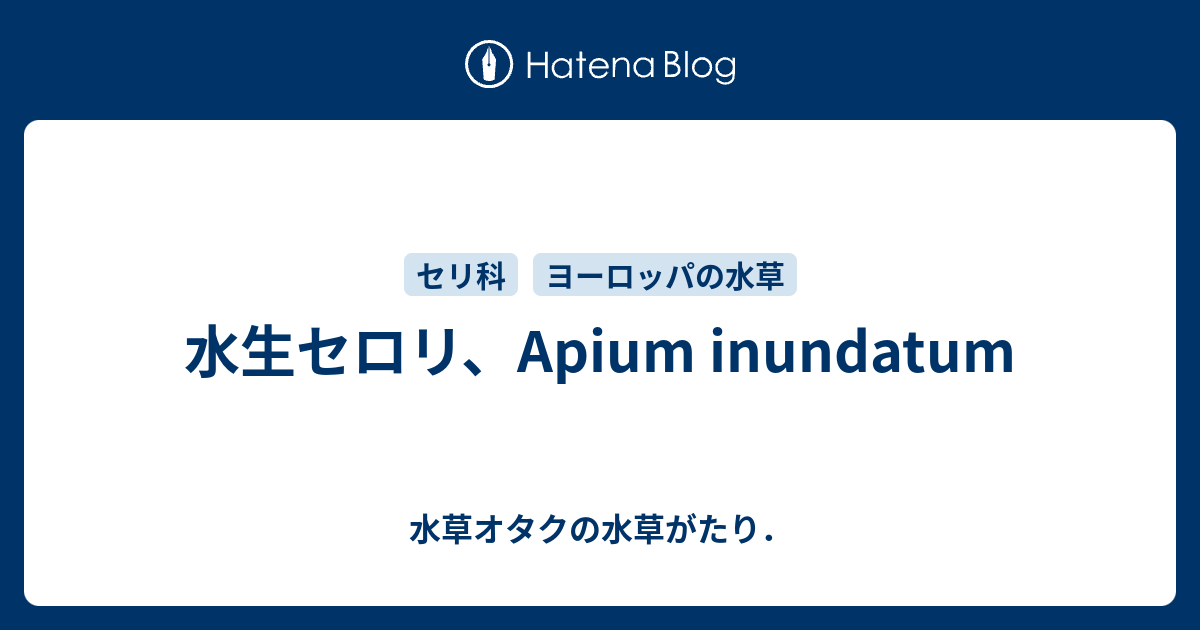 水生セロリ、Apium inundatum - 水草オタクの水草がたり．