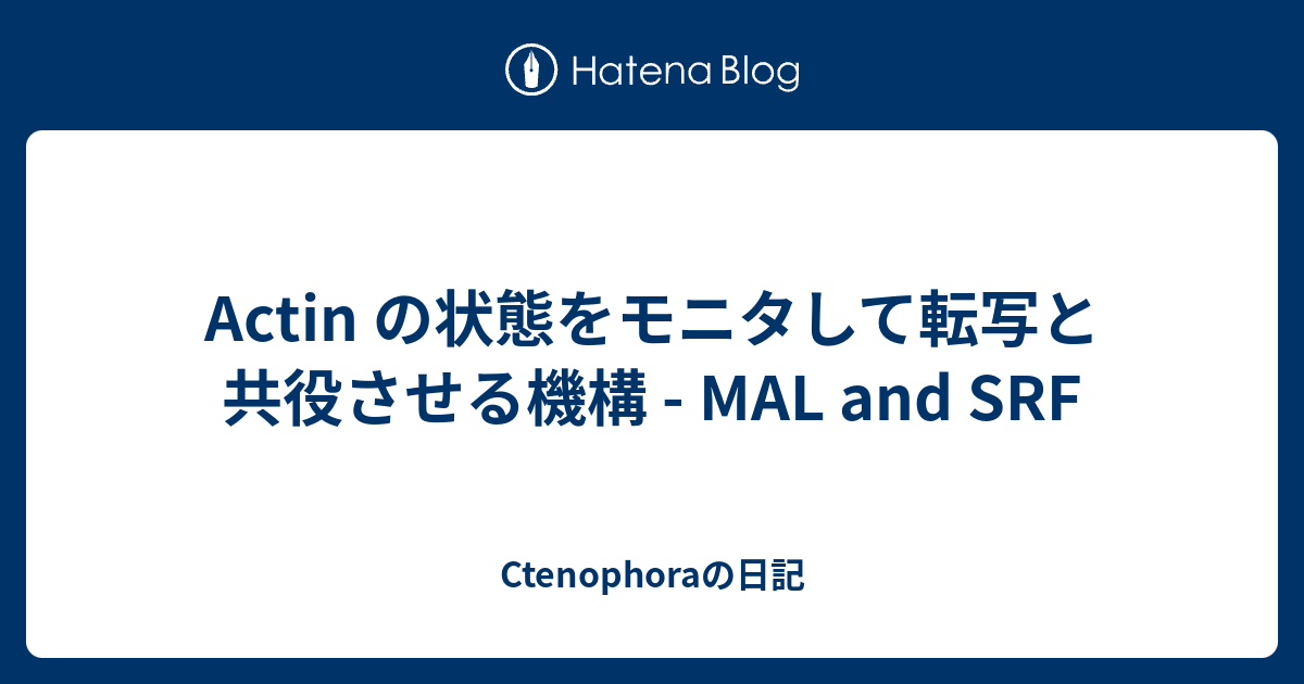 Actin の状態をモニタして転写と共役させる機構 - MAL and SRF - Ctenophoraの日記