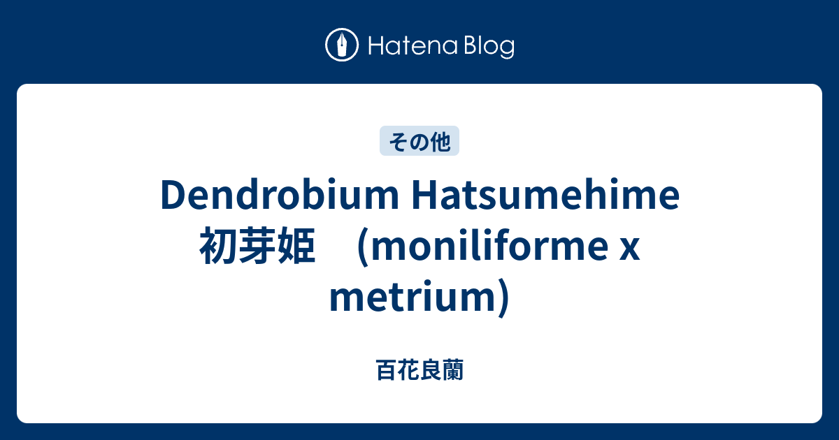 Dendrobium Hatsumehime 初芽姫 (moniliforme x metrium) - 百花良蘭