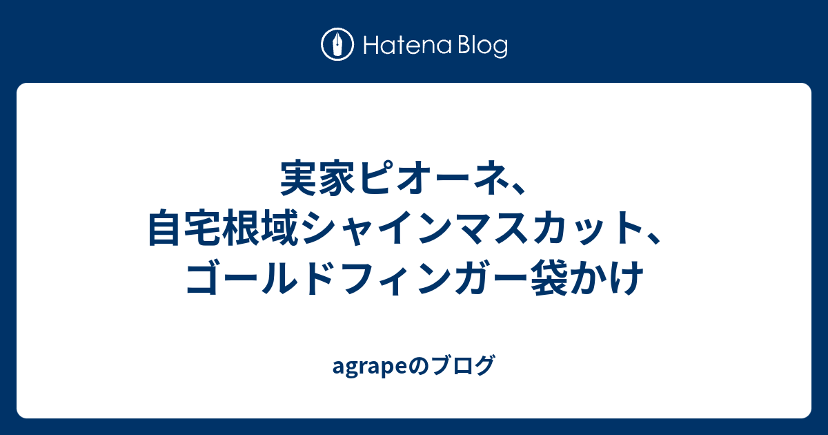 実家ピオーネ、自宅根域シャインマスカット、ゴールドフィンガー袋かけ - agrapeのブログ