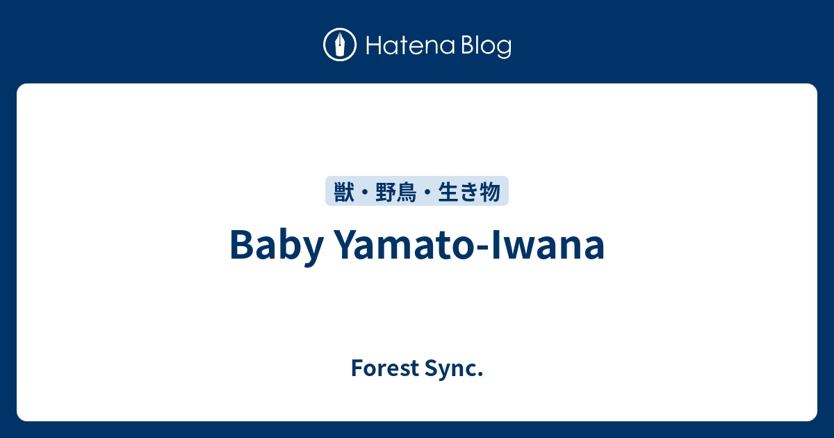 Baby Yamato-Iwana - Forest Sync.