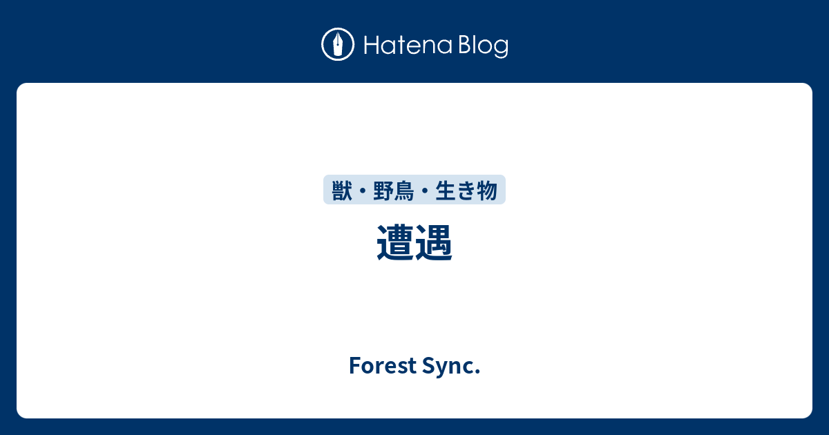 遭遇 - Forest Sync.